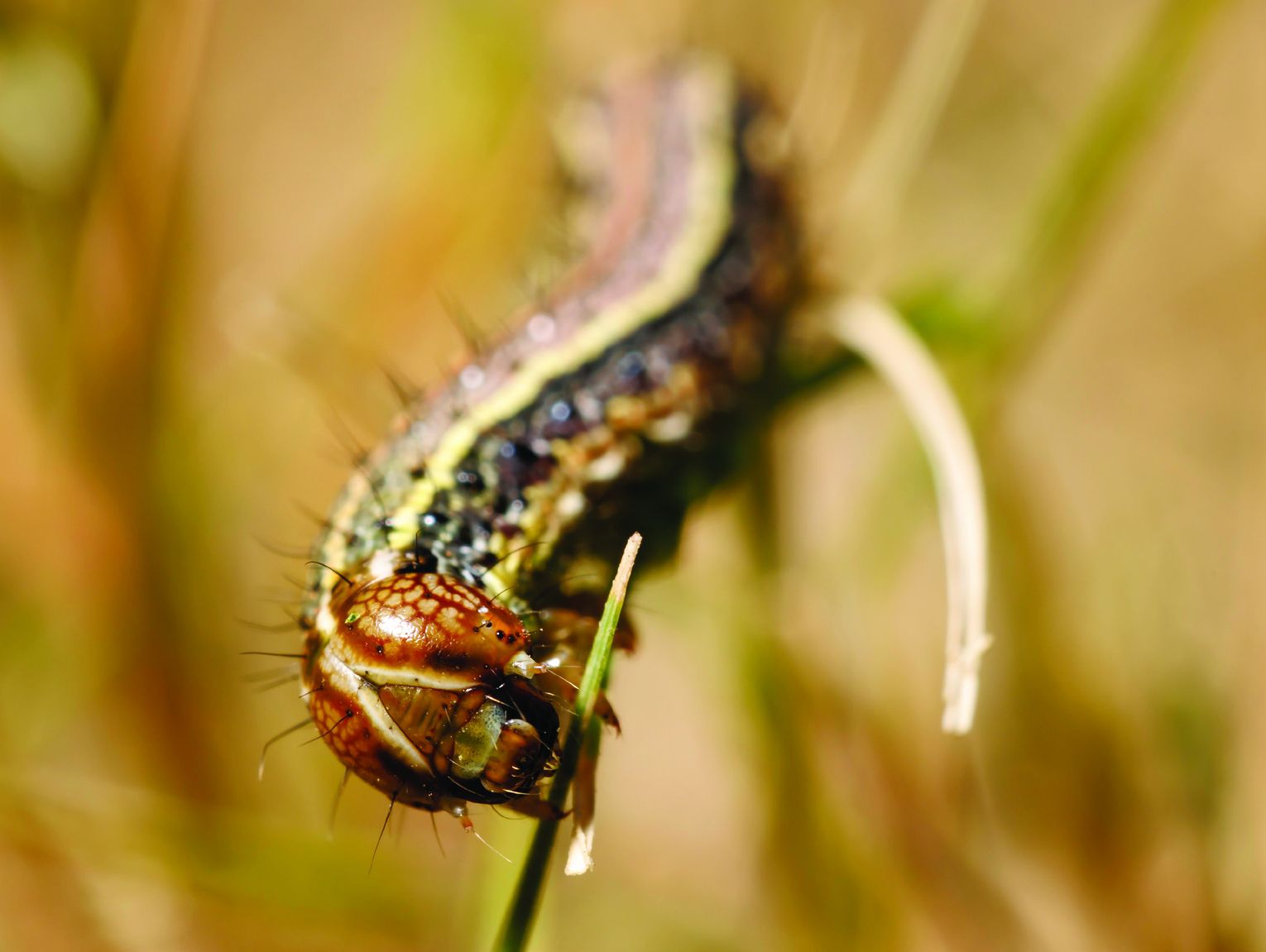 Fall armyworms are on the rise in Oklahoma. Here’s what you should do