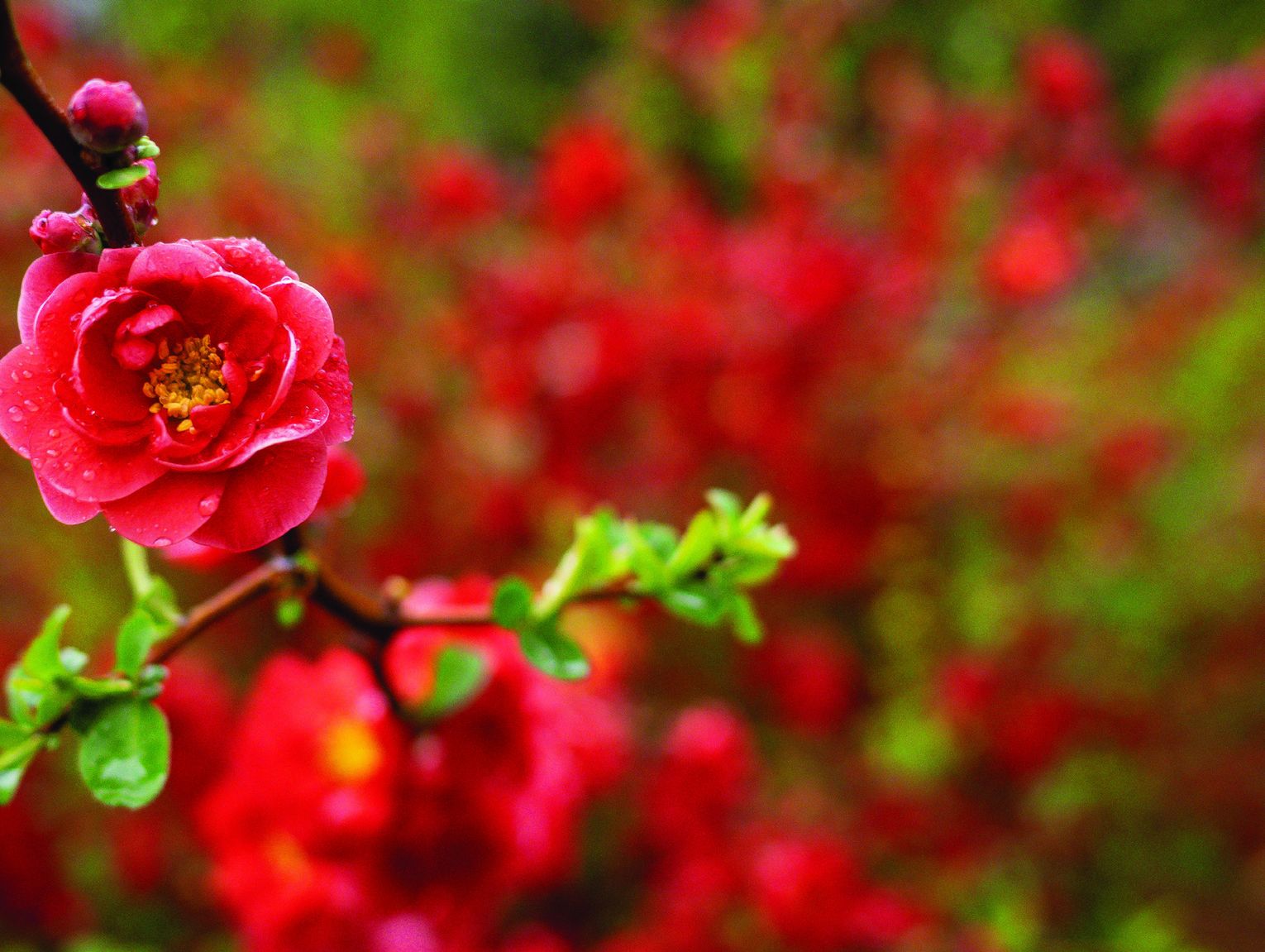 OSU Department of Horticulture and Landscape Architecture launches new ...