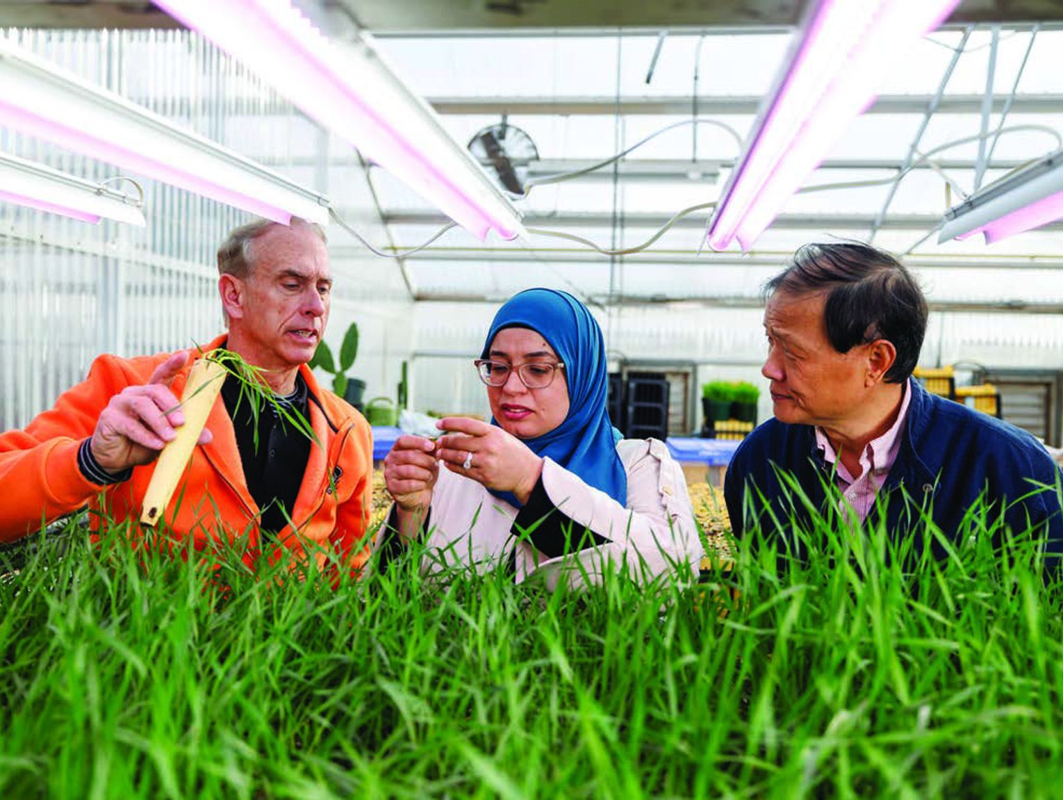 OSU Wheat Improvement Team feeds the world